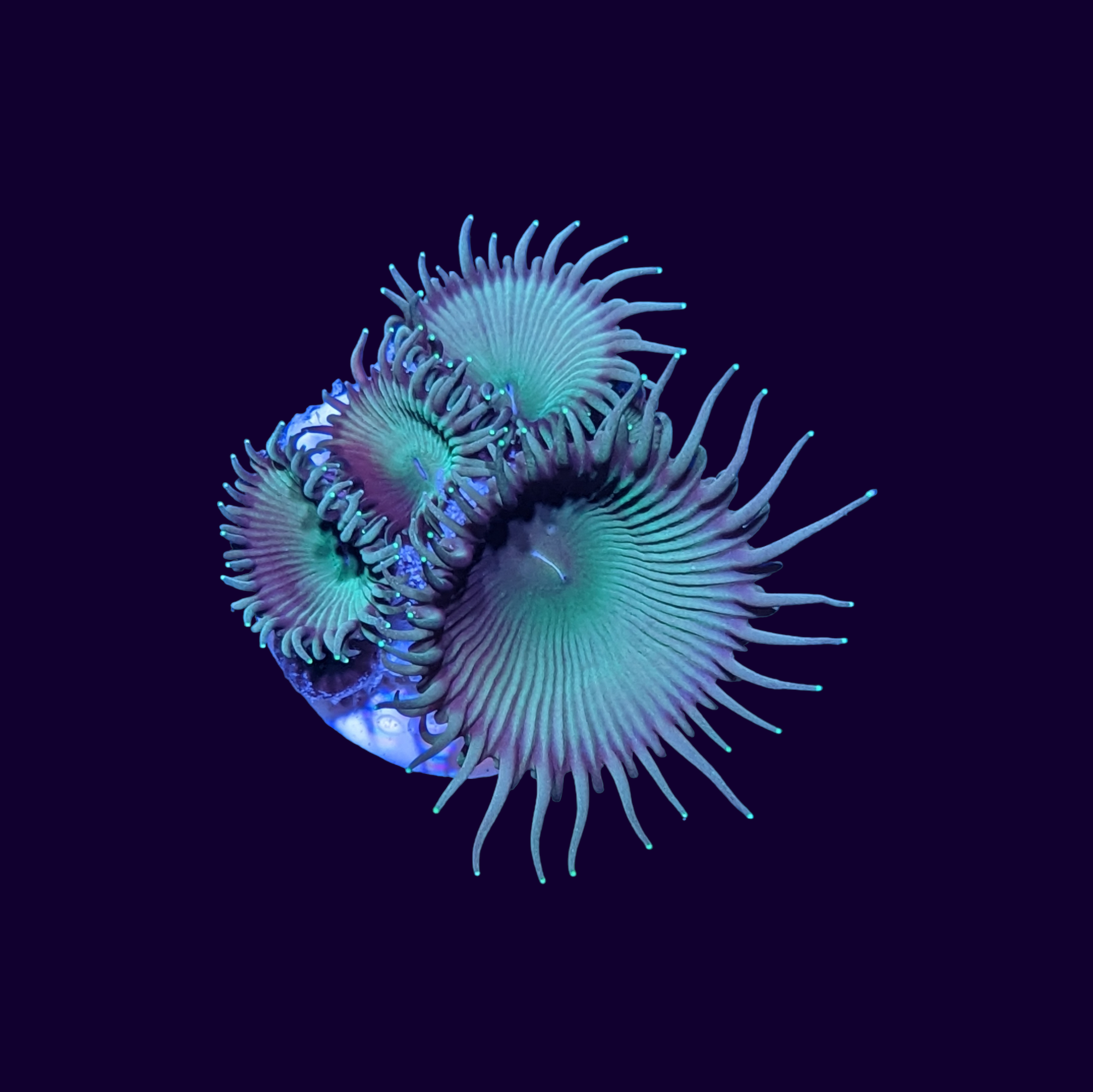 Green Paly Frag – thecoralcentre