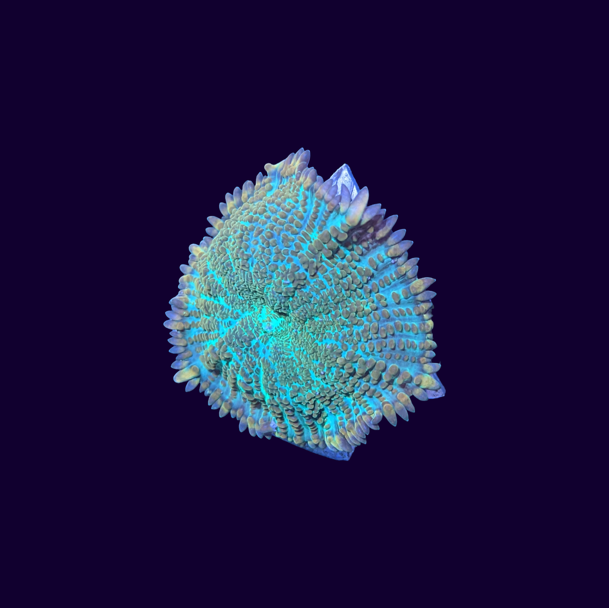 Rhodactis Mushroom – thecoralcentre