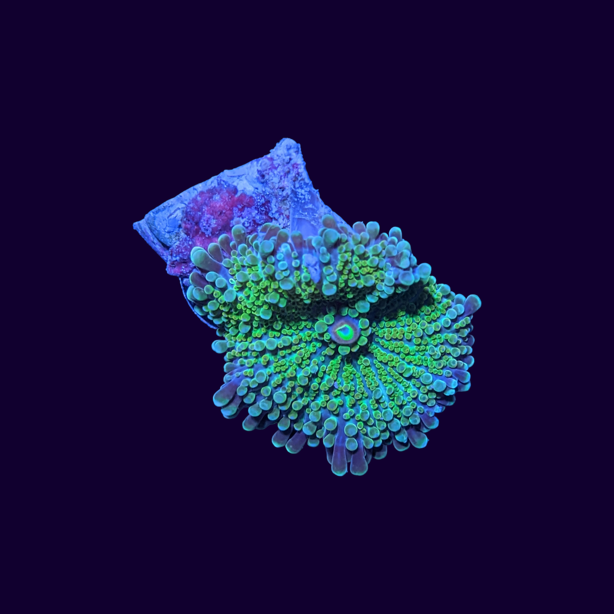 Yuma Ricordea Mushroom – thecoralcentre