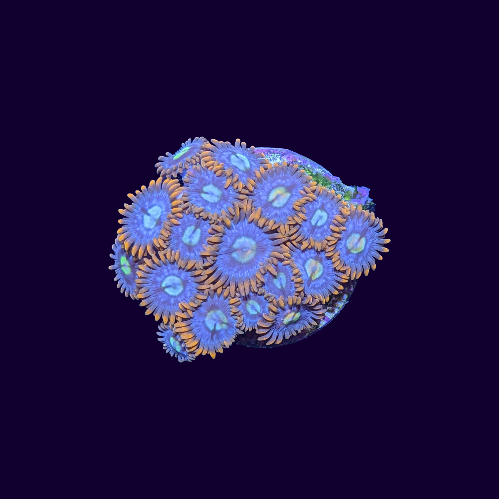 Fire and Ice Zoa Frag – thecoralcentre