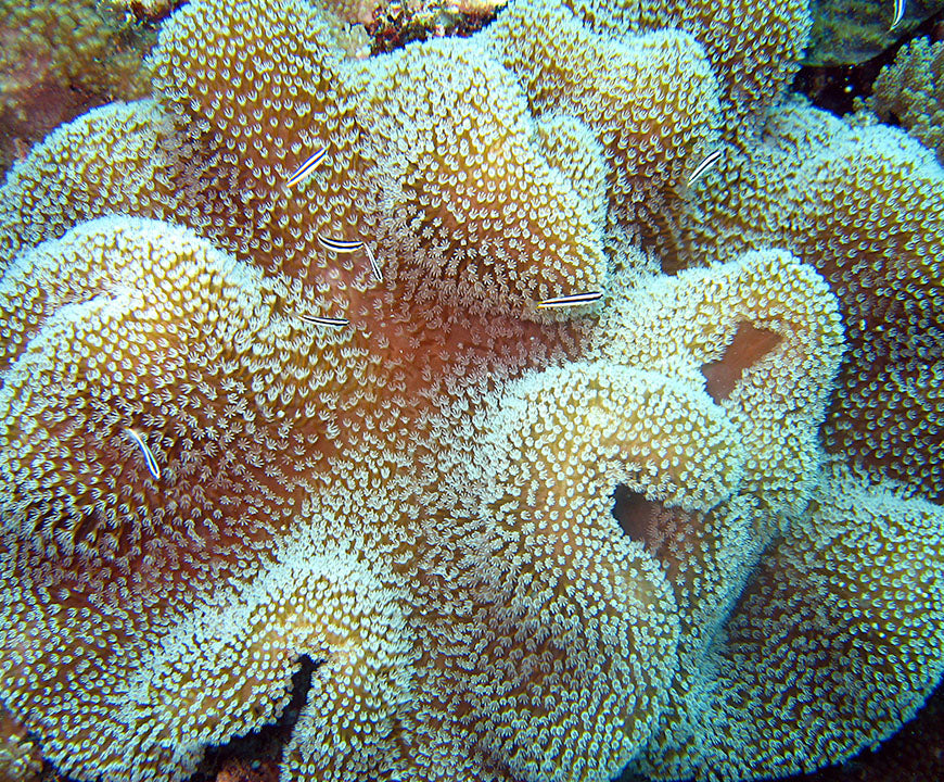 HOW TO CARE.... Leather Corals – thecoralcentre