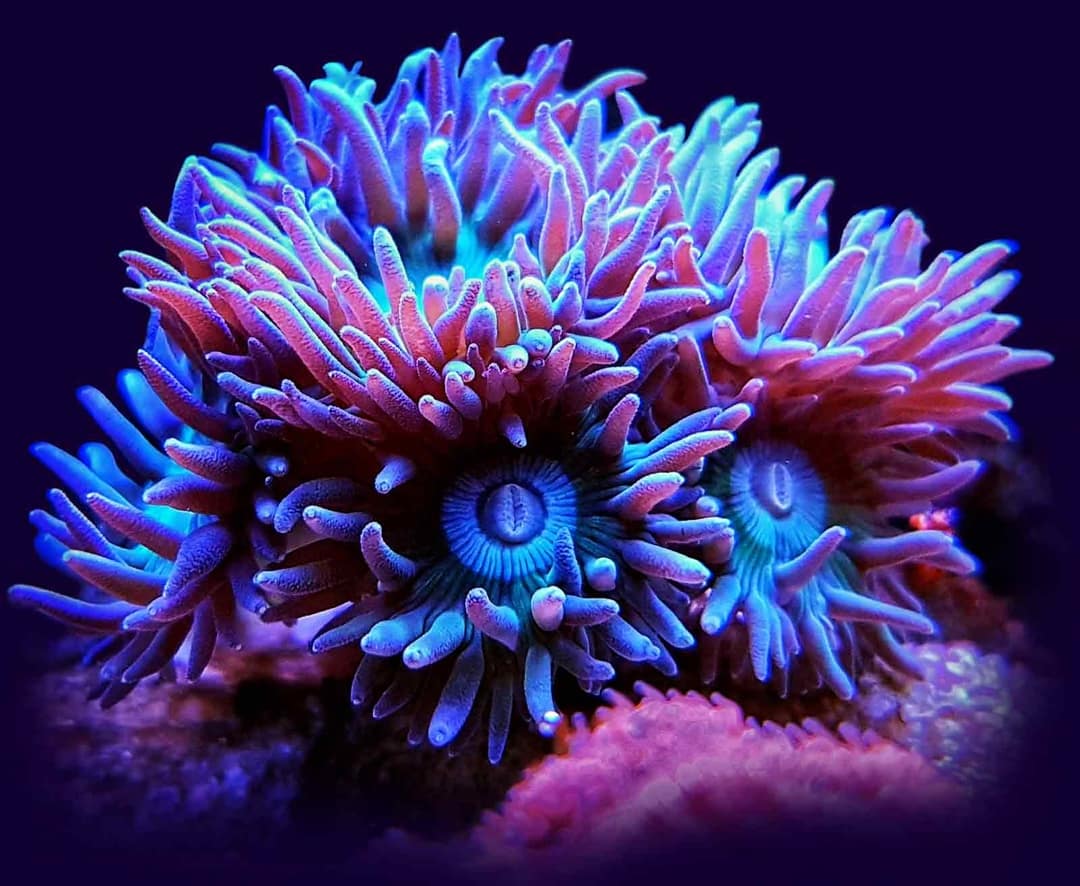 Largest selection of mail order & Collection coral frags in the UK ...